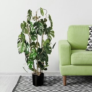 Potted Climbing Split Philo Plant 41" - Bed Bath & Beyond - 35824197